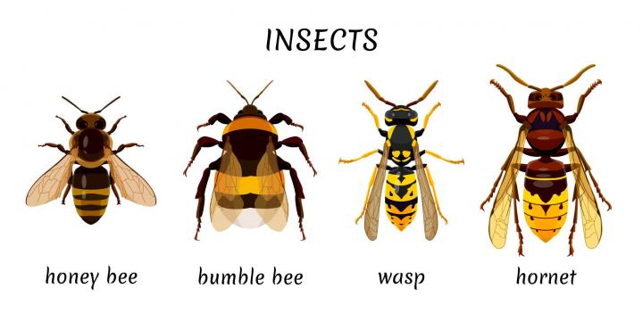 Wasps Bees And Hornets What S The Difference The Old Farmer S Almanac Wasps Bees And Hornets What S The Difference The Old Farmer S Almanac